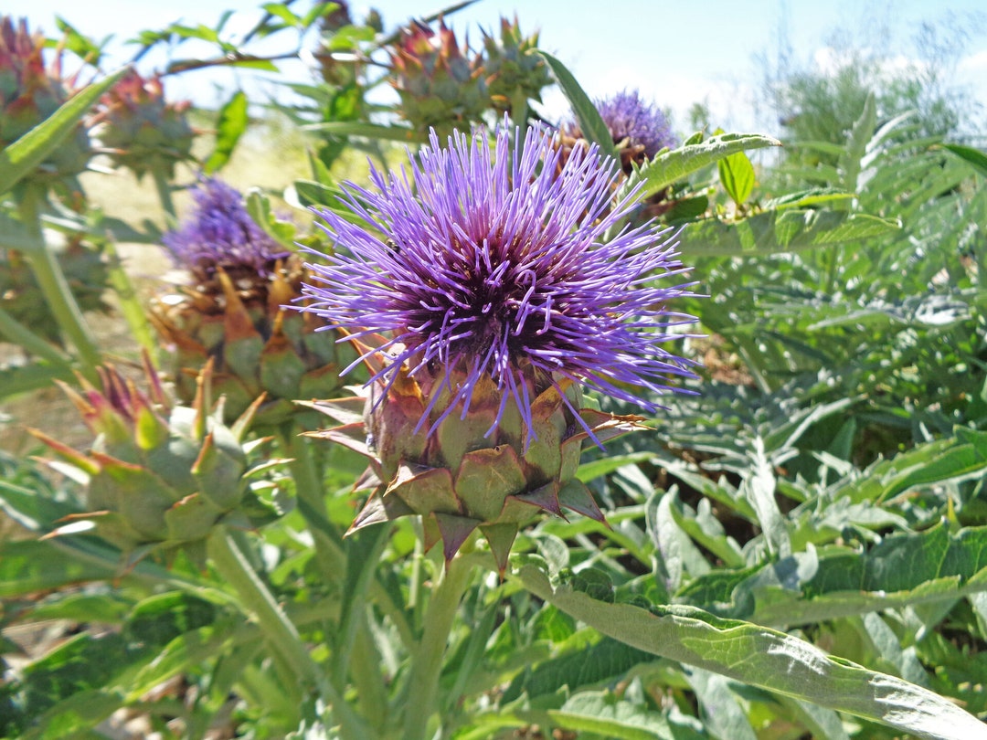 Cardoon (cynara Cardunculus) — Seeds - Etsy