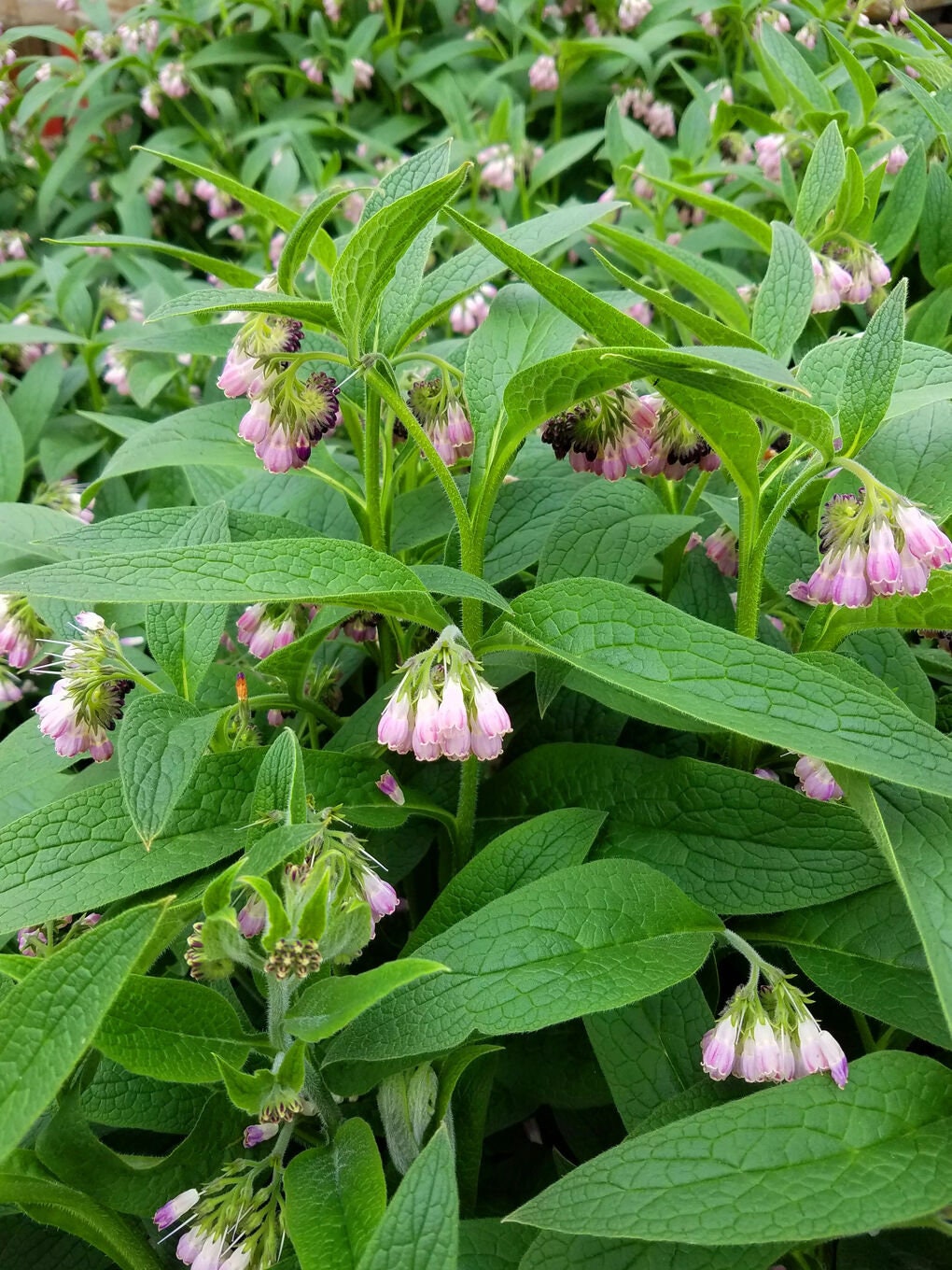 Bocking 14 Comfrey Root Cuttings - Etsy