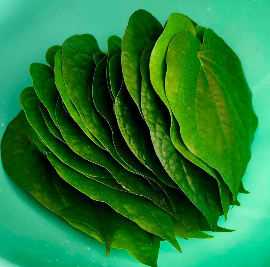 Fresh Organic Betel Leaves (paan Patha, Pann, Piper Betel, Beetel ...