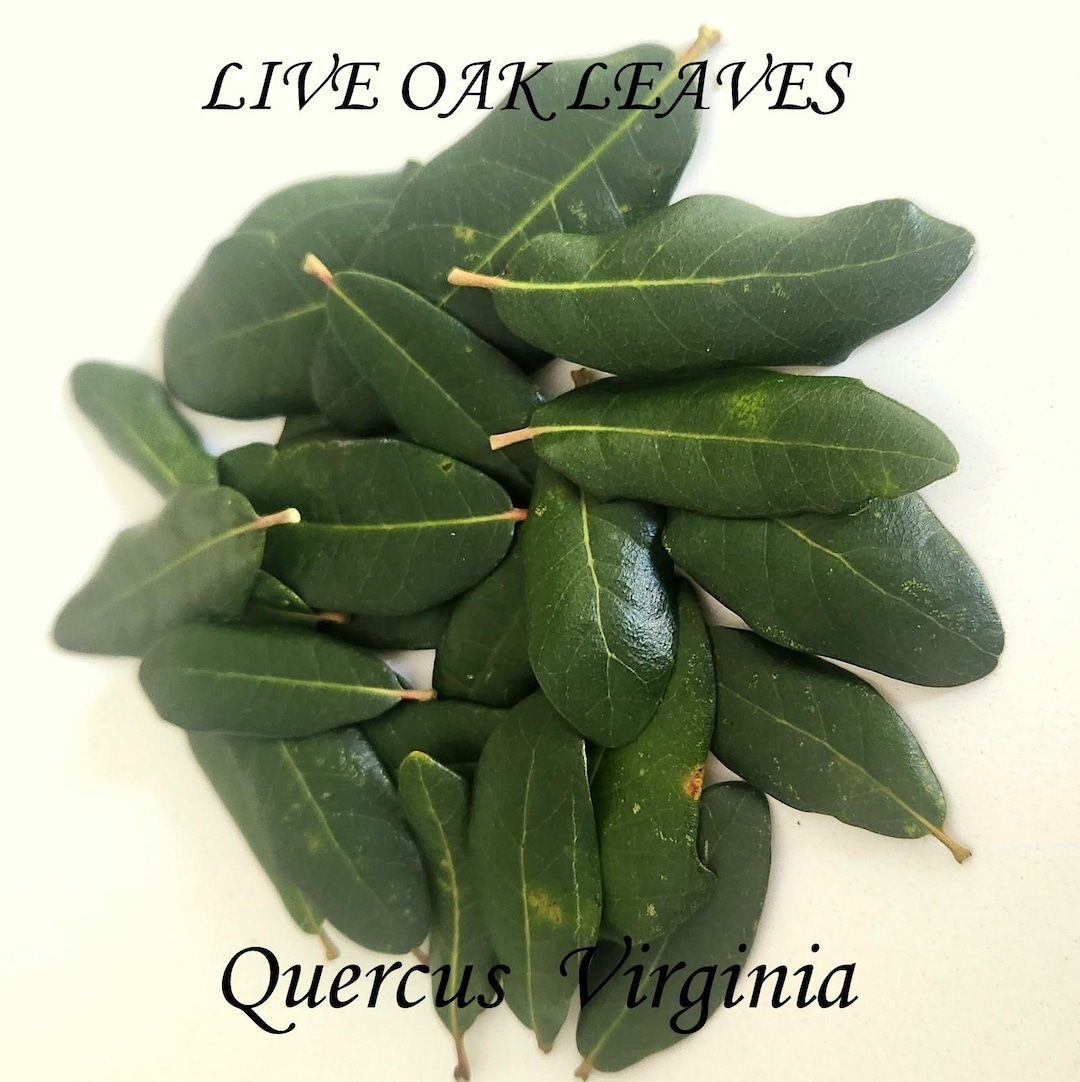 Live Oak Leaves Organic 100/ 200/ Leaves Hand-picked and Shipped - Etsy