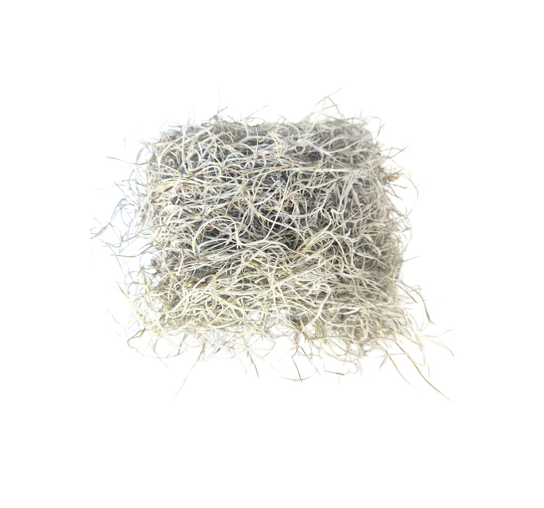 Spanish Moss: Washed & Clean, Home Decor, Cover Your Plants 3-pound ...