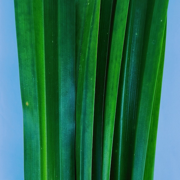 Pandan - Etsy