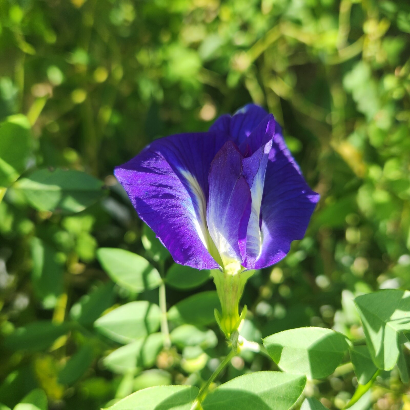 Clitoria Ternatea Blue Butterfly Pea Dry Flower Fresh Herbal Tea - Etsy
