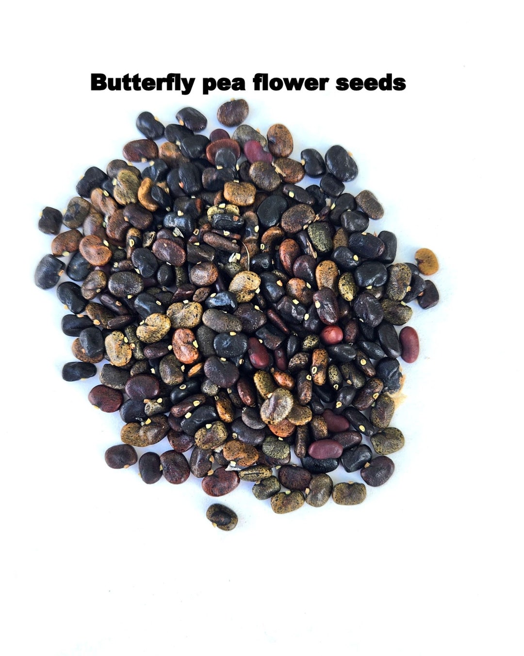 25 Butterfly Pea Flower Double Petal Seeds. - Etsy