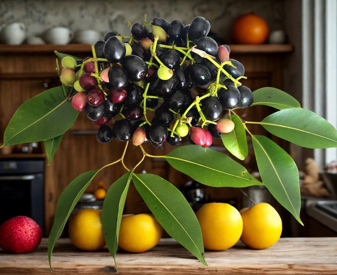 Jamun Fruit Seeds: Java Plum Tree - Etsy
