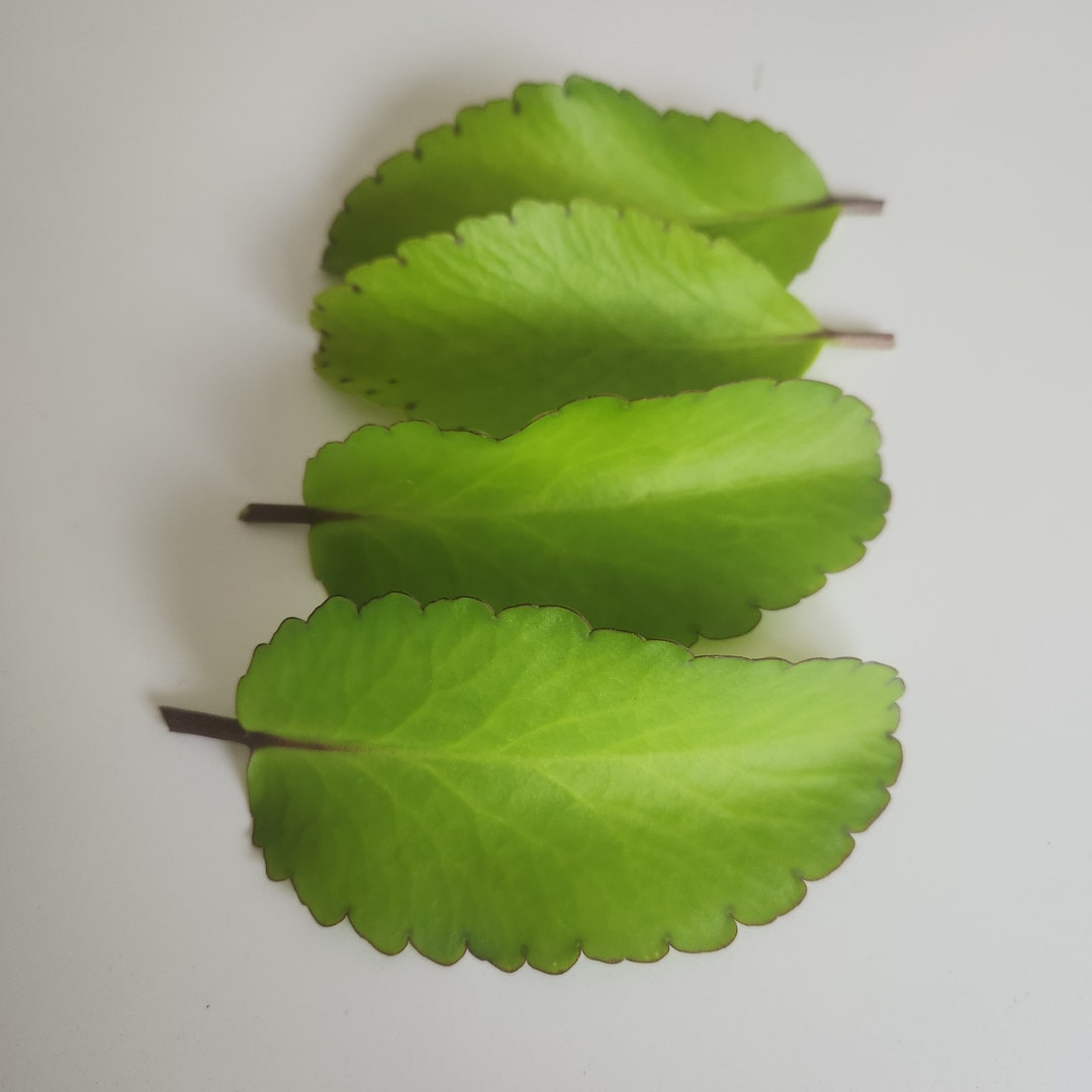 Miracle Leaves| Wonder of the World Leaf, Podophyllum Pinetum, or ...