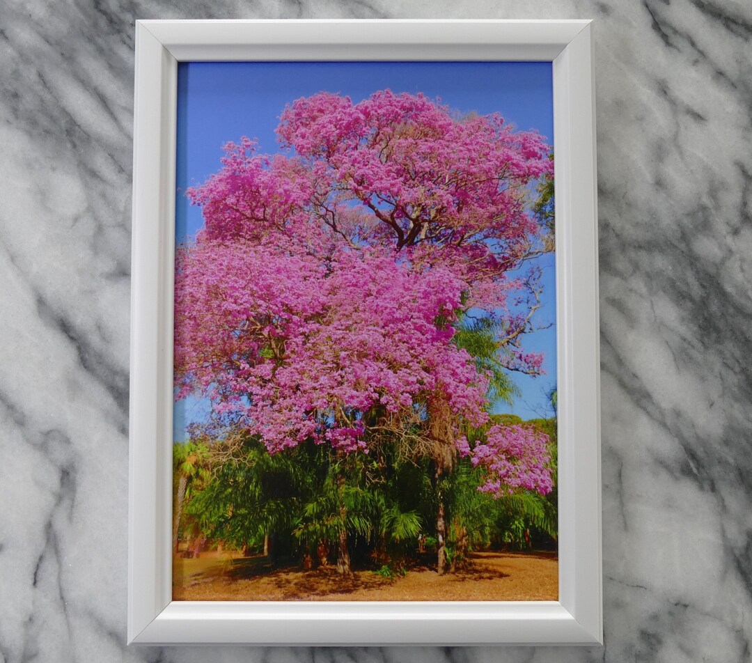 Tree Photo, Pink Tree, Pink Trumpet Tree, Landscape Photography, Pink ...
