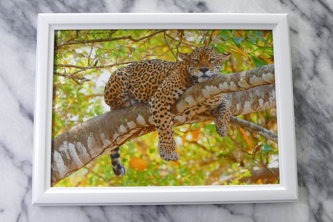 Wild Jaguar, Big Cats, Wildlife and Animal Photography, Wall Art ...