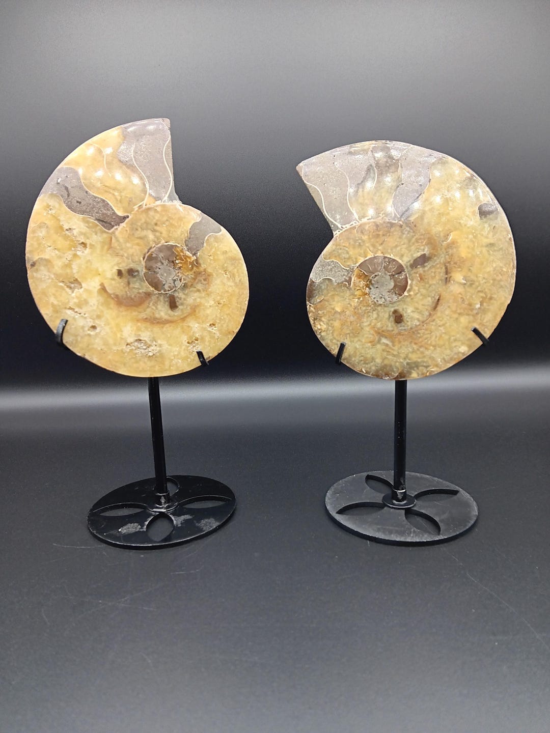 Ammonite With Stands - Etsy