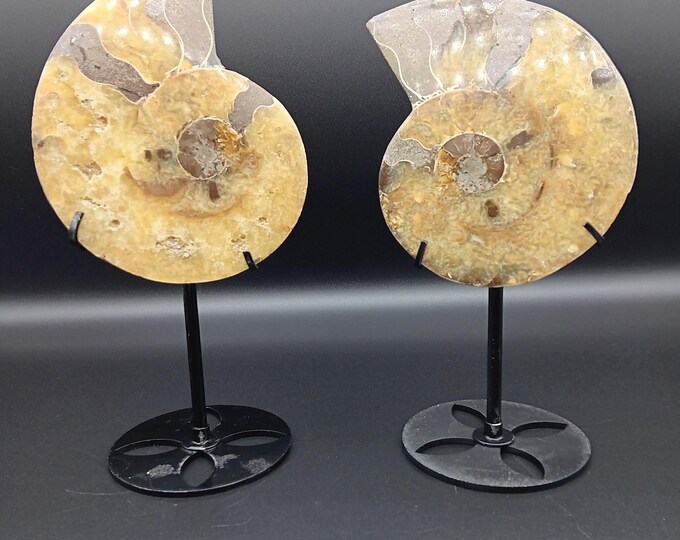 Ammonite With Stands - Etsy