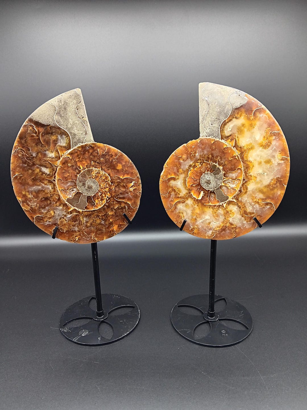 Ammonite With Stands - Etsy