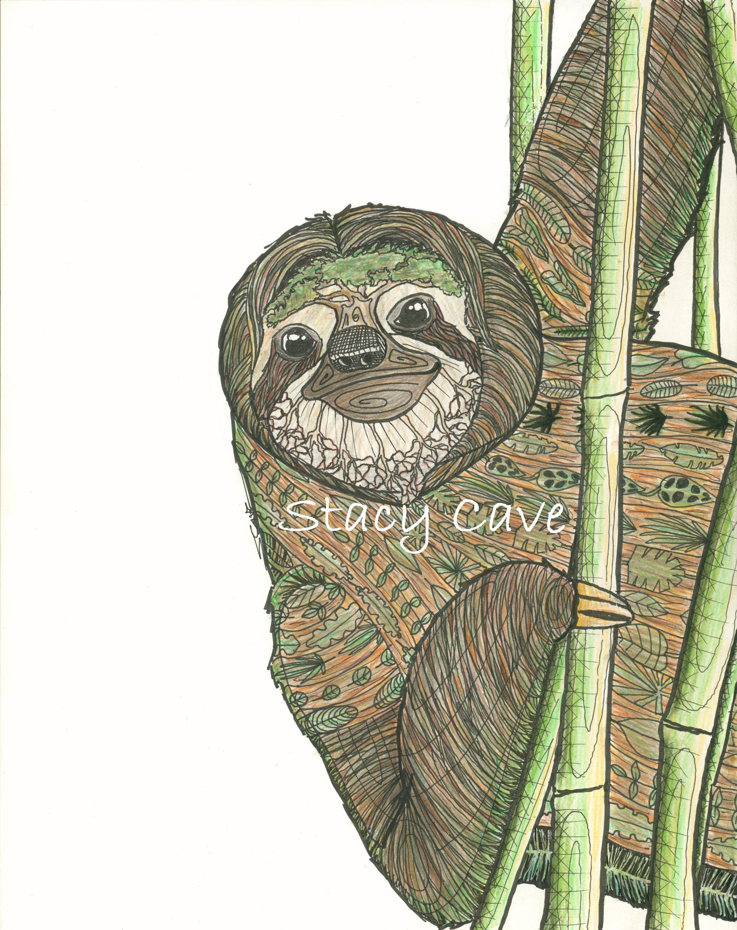 Three Toed Sloth Drawing