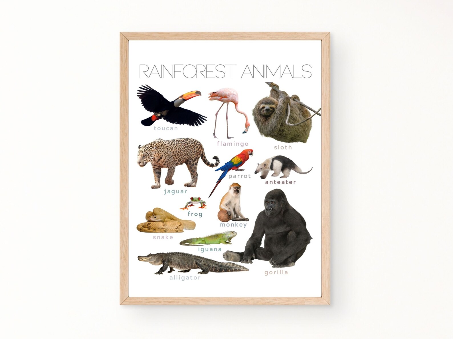 Montessori Rainforest Animals Poster With Real Pictures. Homeschool ...