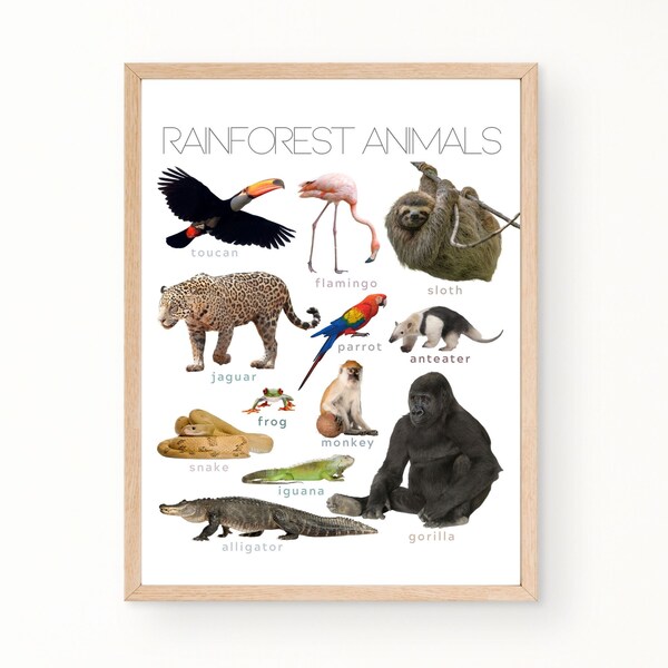 Rainforest Classroom Decor - Etsy