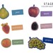 36 Fruit Flashcards With Real Pictures. Montessori Flashcards ...