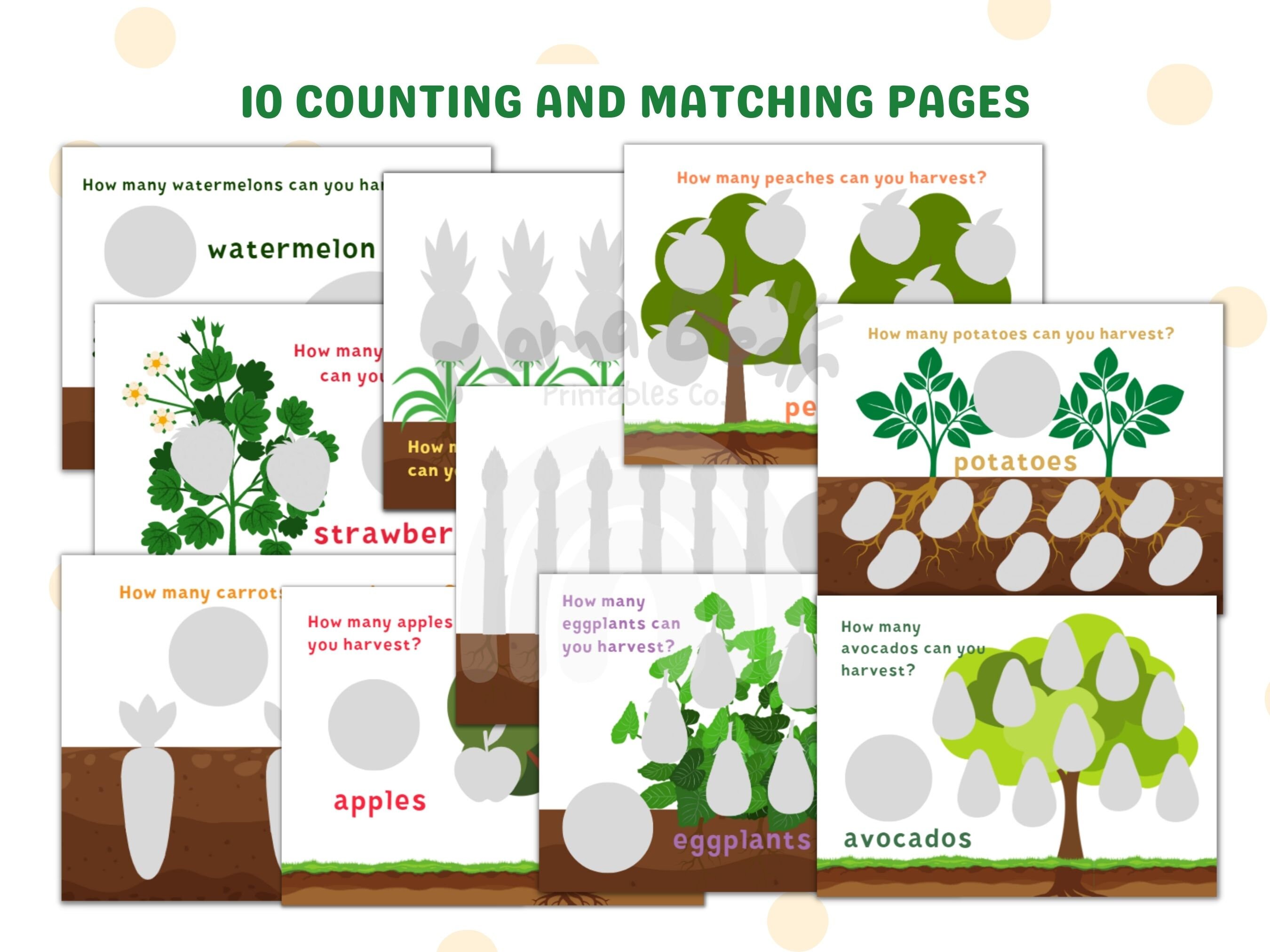 Count and Match Fruits and Vegetables. Learn to Count. Harvest and ...