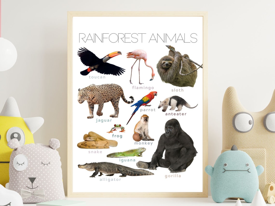 Montessori Rainforest Animals Poster With Real Pictures. Homeschool ...