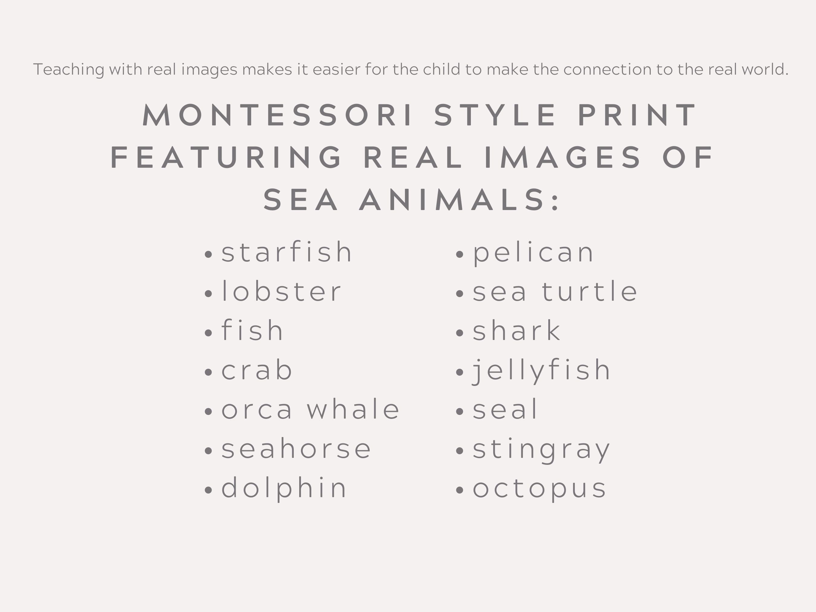 Montessori Sea Animals Poster With Real Pictures. Homeschool - Etsy