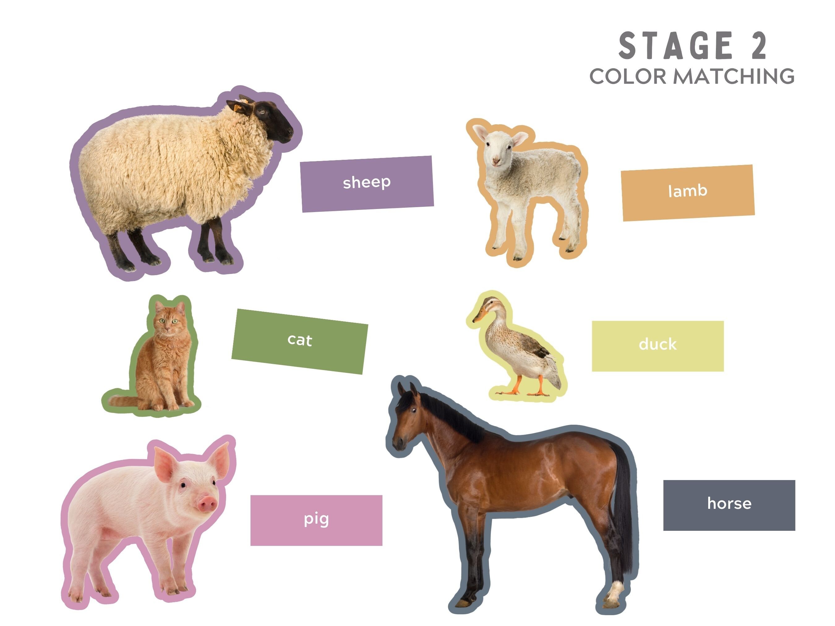 15 Farm Animals Flashcards and Poster With Real Pictures. Montessori ...