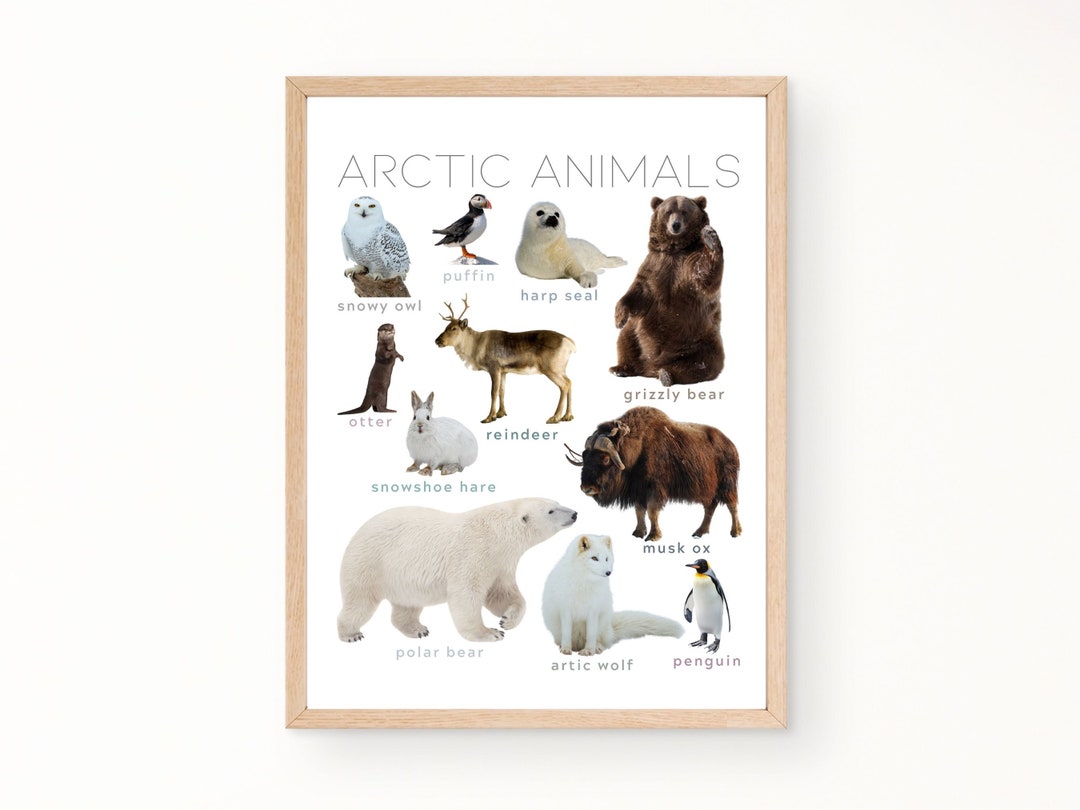 Montessori Arctic Animals Poster With Real Pictures. Homeschool ...