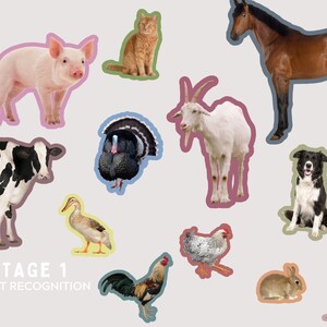 15 Farm Animals Flashcards and Poster With Real Pictures. Montessori ...
