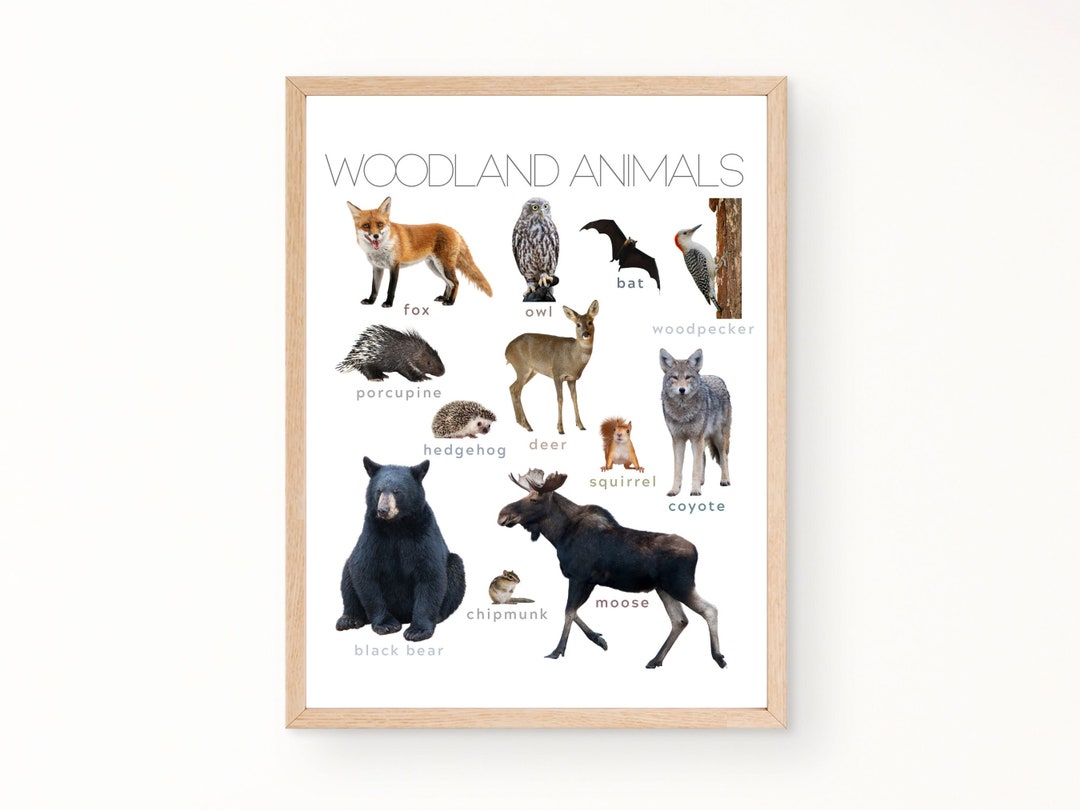 Montessori Woodland Animals Poster With Real Pictures. Homeschool ...