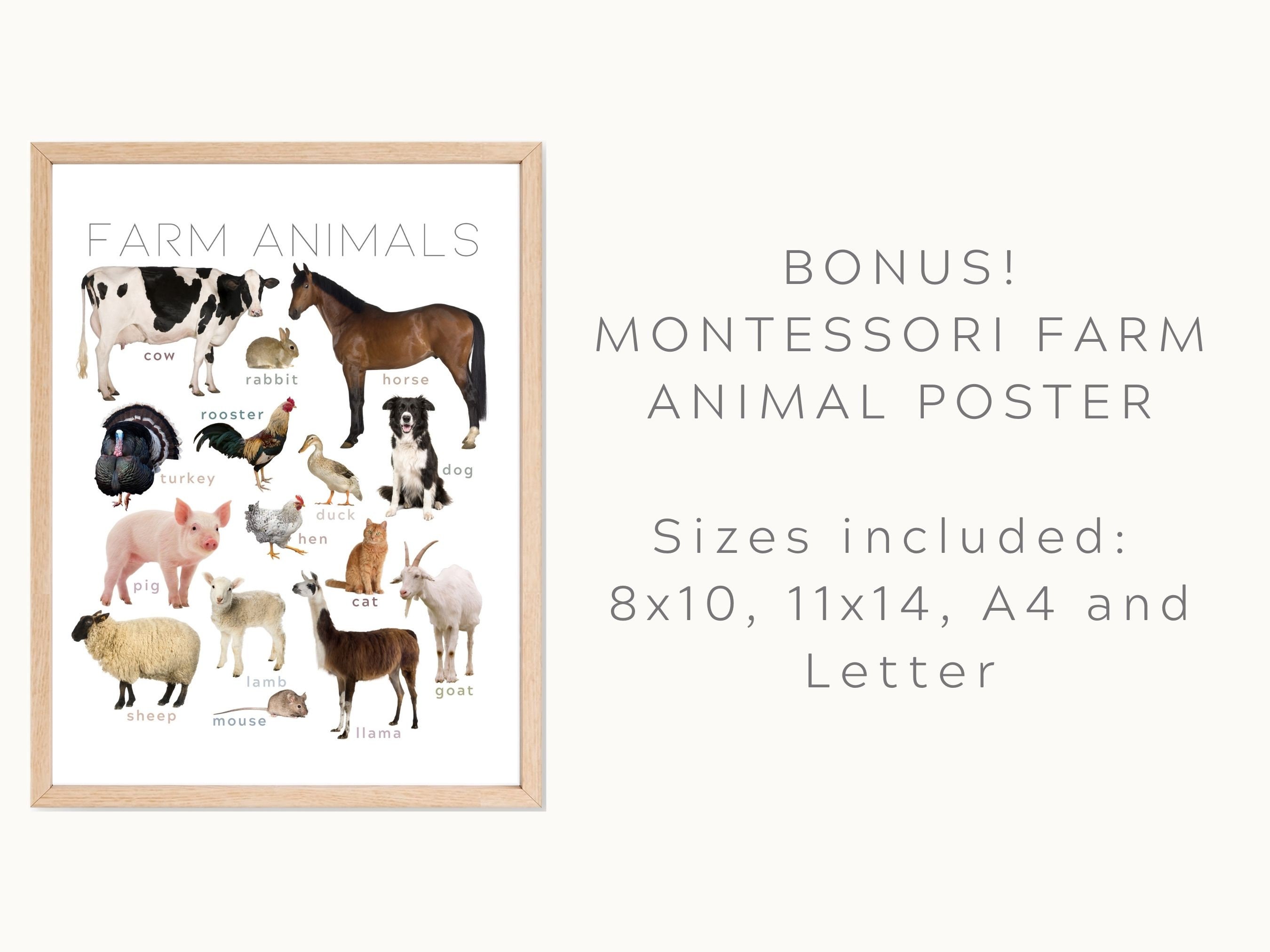 15 Farm Animals Flashcards and Poster With Real Pictures. Montessori ...