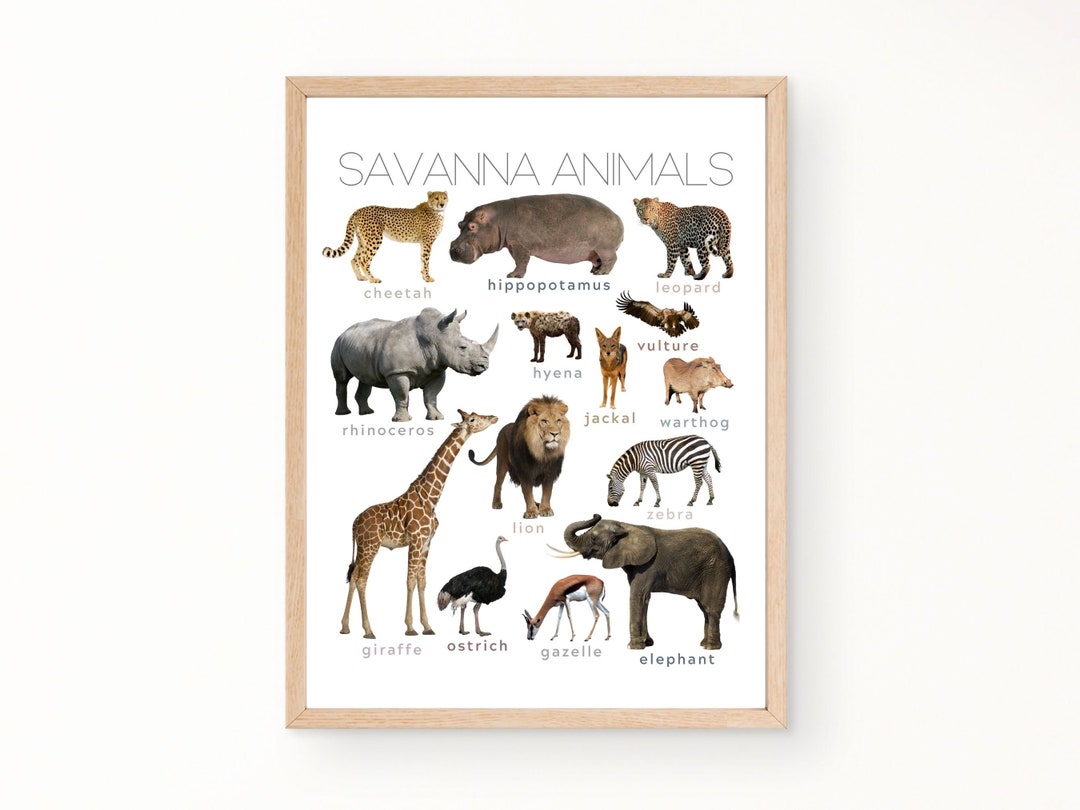 Montessori Savanna Animals Poster With Real Pictures. Homeschool ...