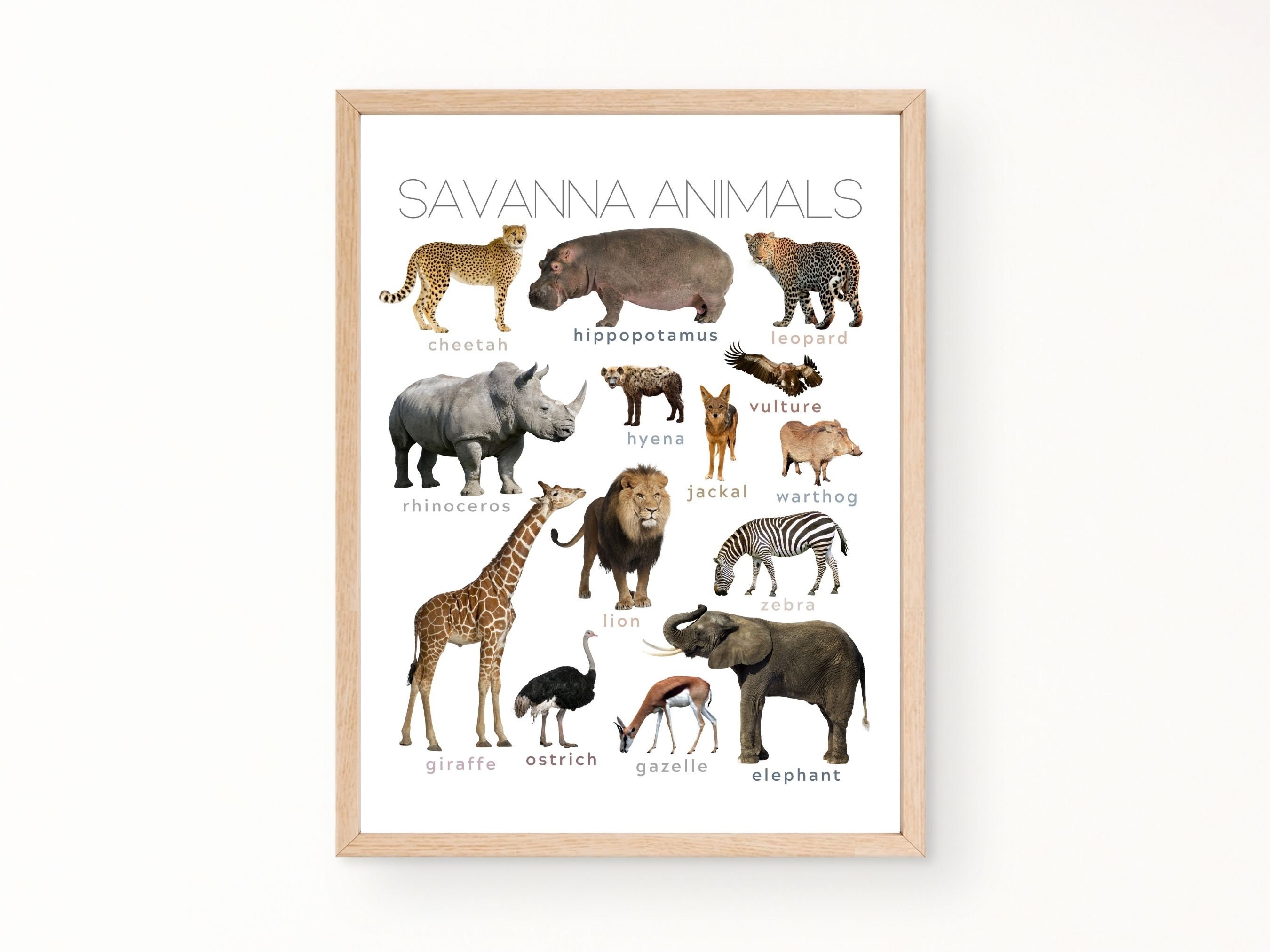 Montessori Savanna Animals Poster With Real Pictures. Homeschool ...