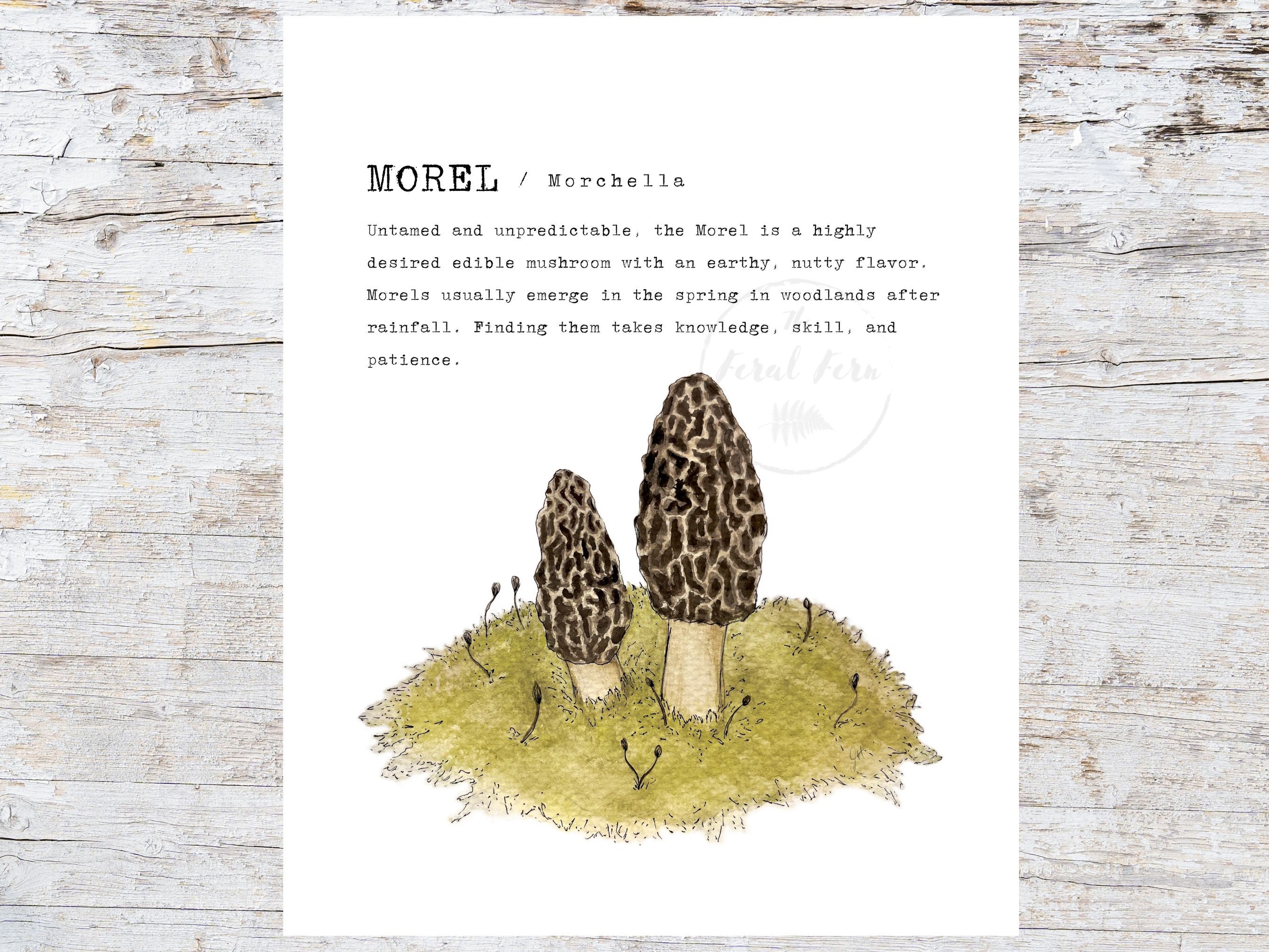 Morel Mushroom Art Print Downloadable Digital Art Print - Etsy