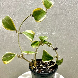 Arch Acrylic Houseplant Trellis With Tapered Connectors - Etsy