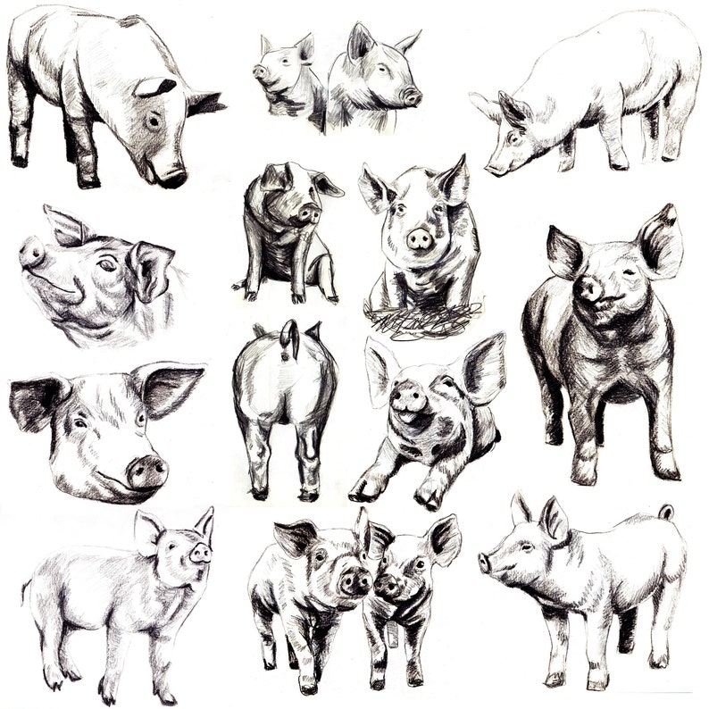 Digital Drawing of Pigs PNG - Etsy