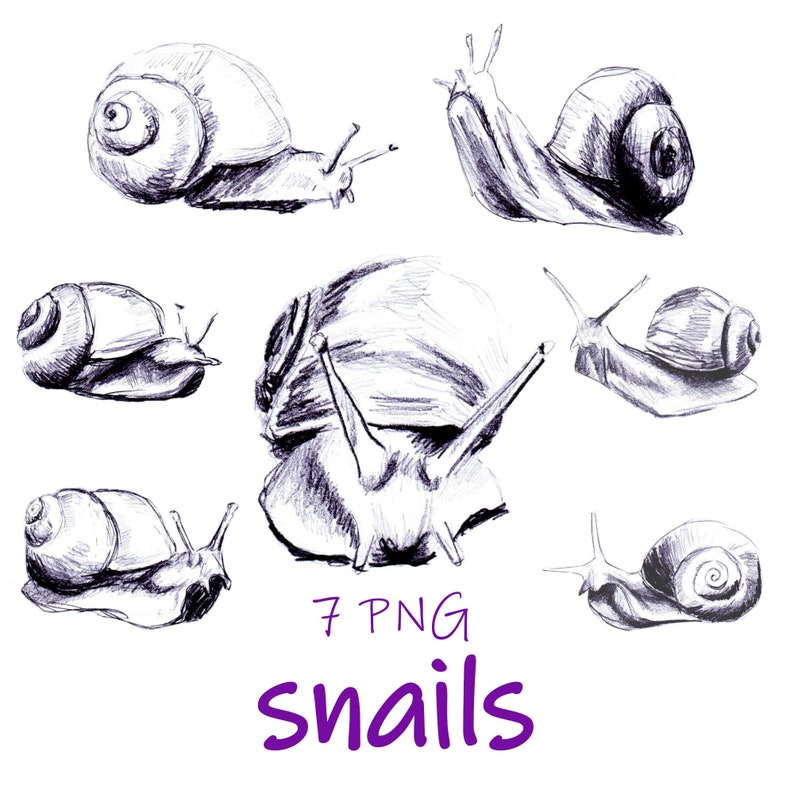 Digital Drawing of Snails, Clipart, PNG - Etsy
