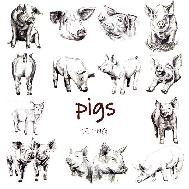 Digital Drawing of Pigs PNG - Etsy