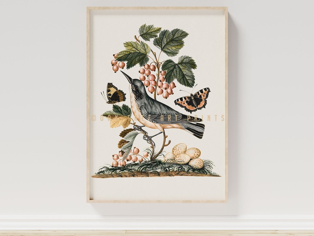 Vintage Bird Butterflies Painting, Antique Drawing Subalpine Warbler ...