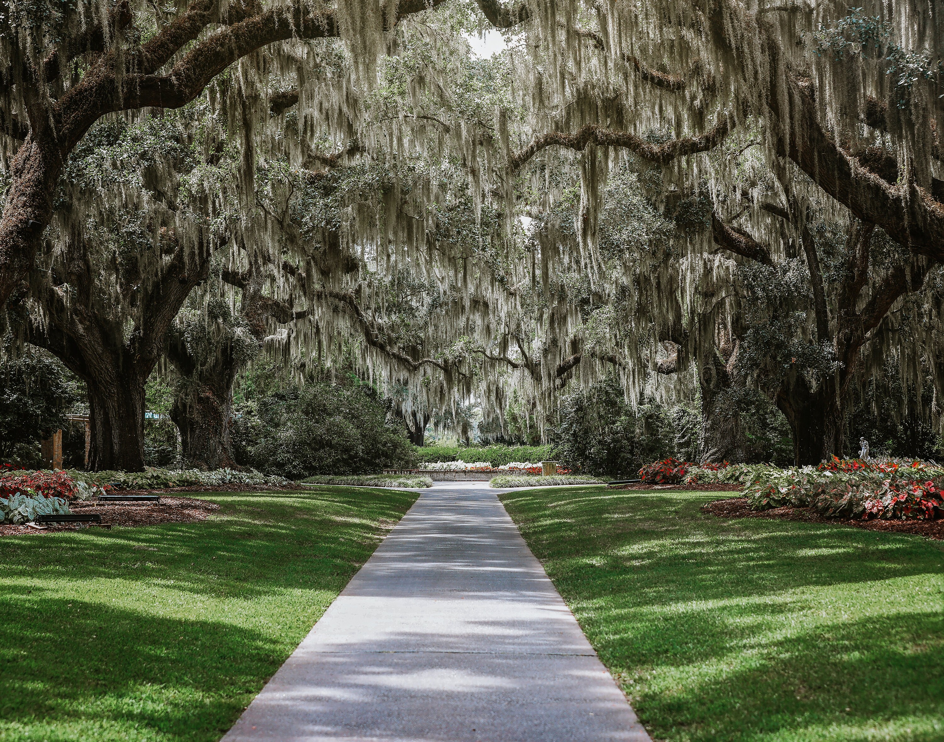 Live Oak Alley Digital Backdrop - Etsy