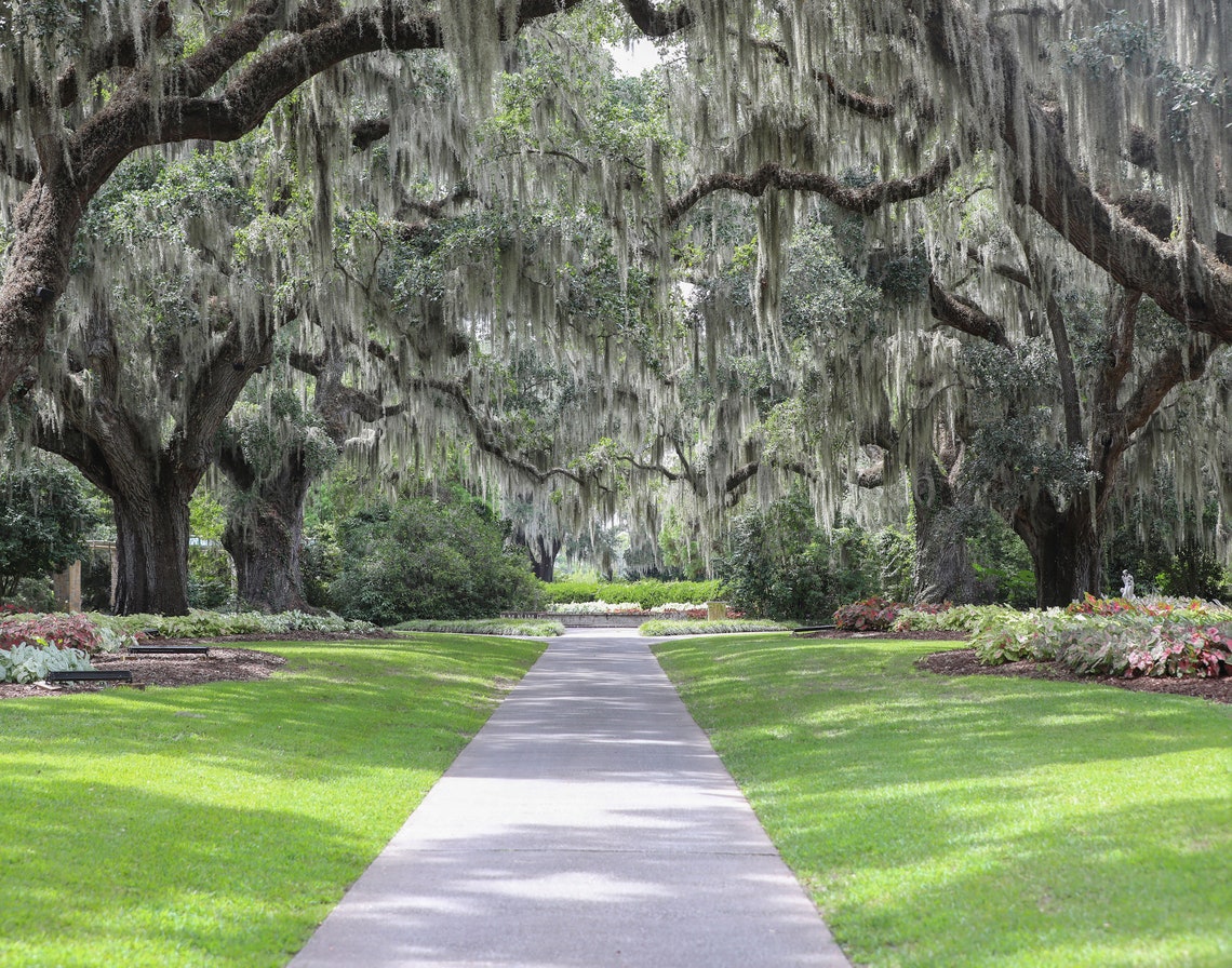 Live Oak Alley Digital Backdrop - Etsy