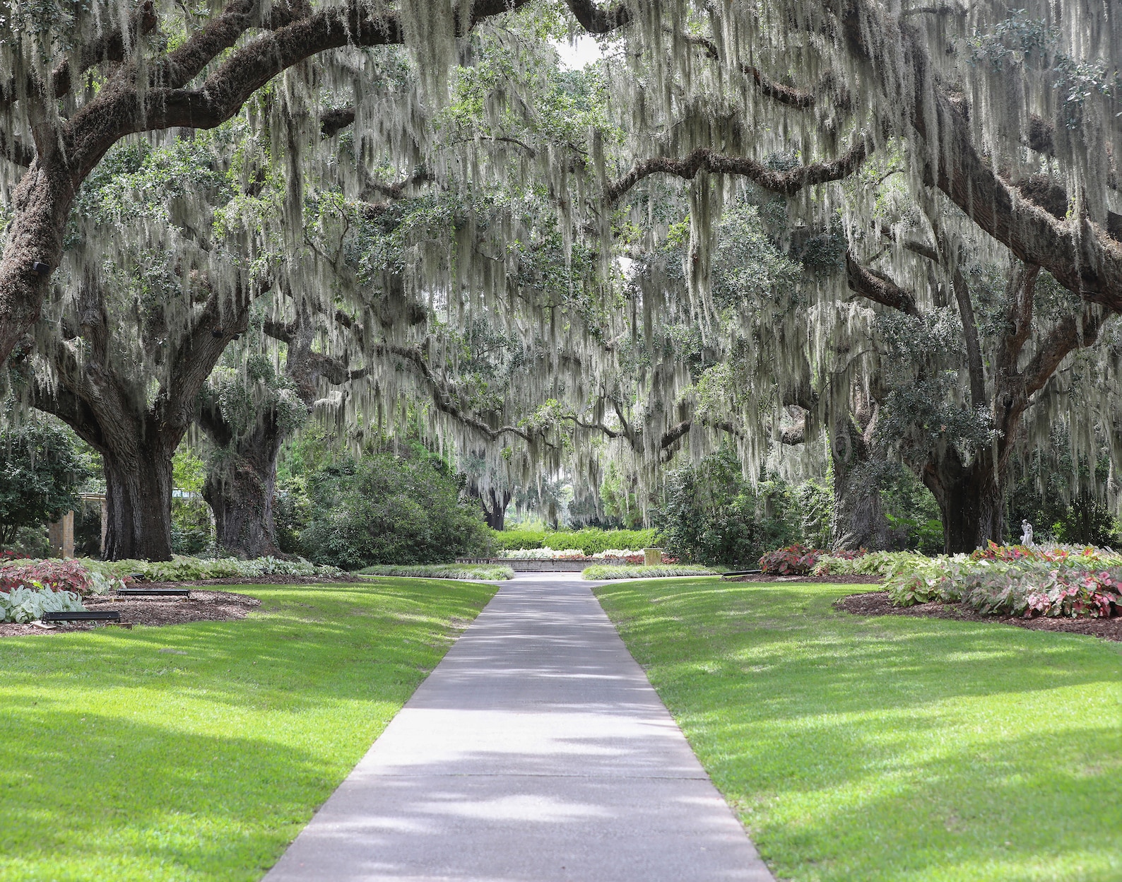 Live Oak Alley Digital Backdrop - Etsy