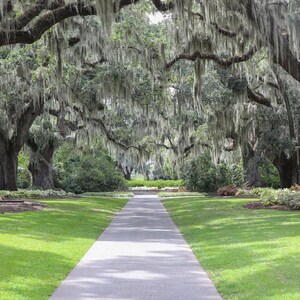 Live Oak Alley Digital Backdrop - Etsy