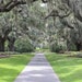 Live Oak Alley Digital Backdrop - Etsy