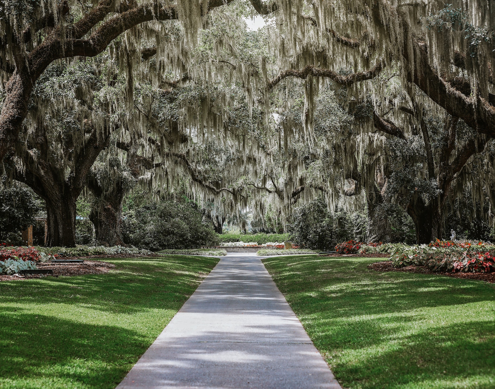 Live Oak Alley Digital Backdrop - Etsy