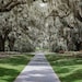 Live Oak Alley Digital Backdrop - Etsy