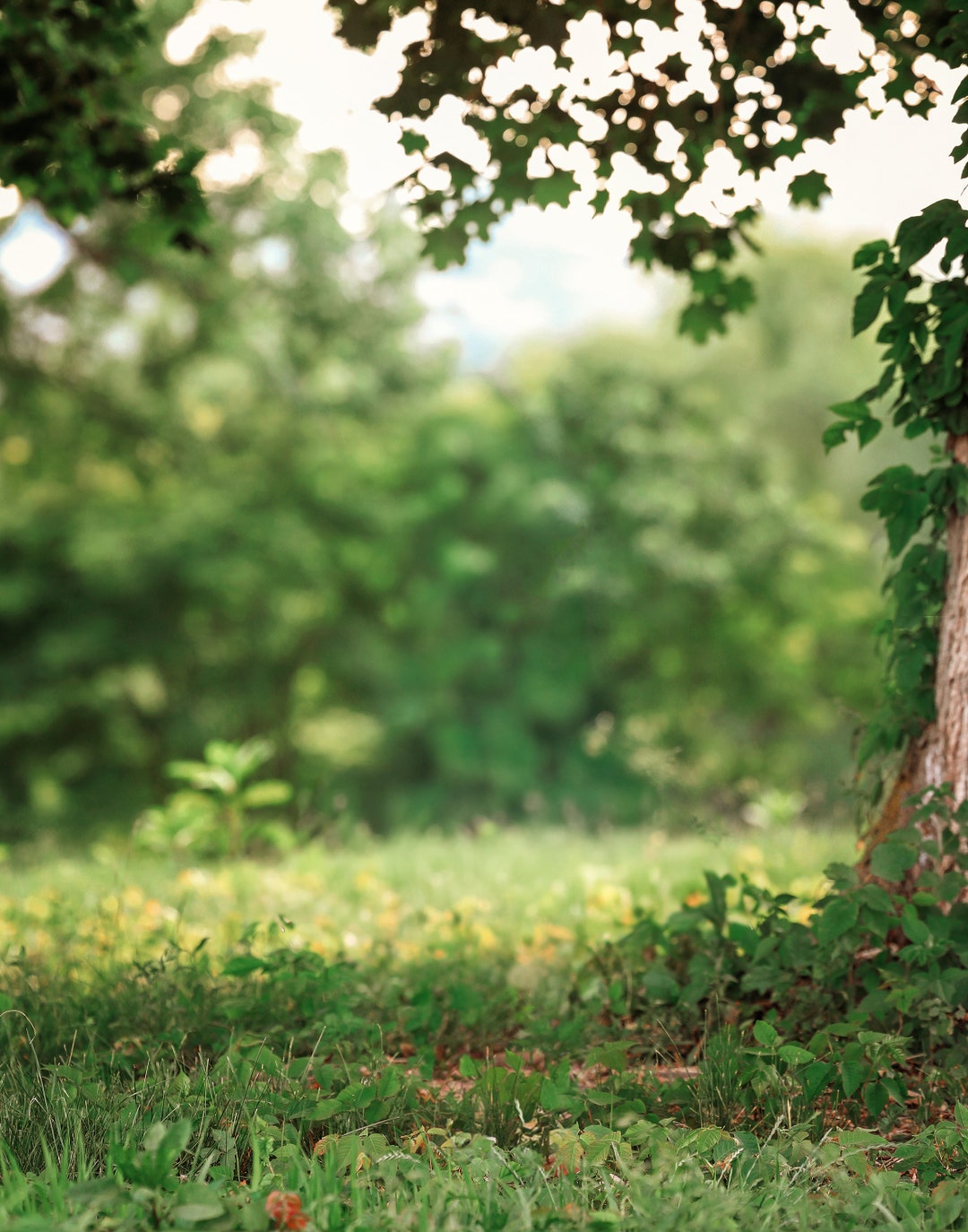 Digital Backdrop Spring - Etsy