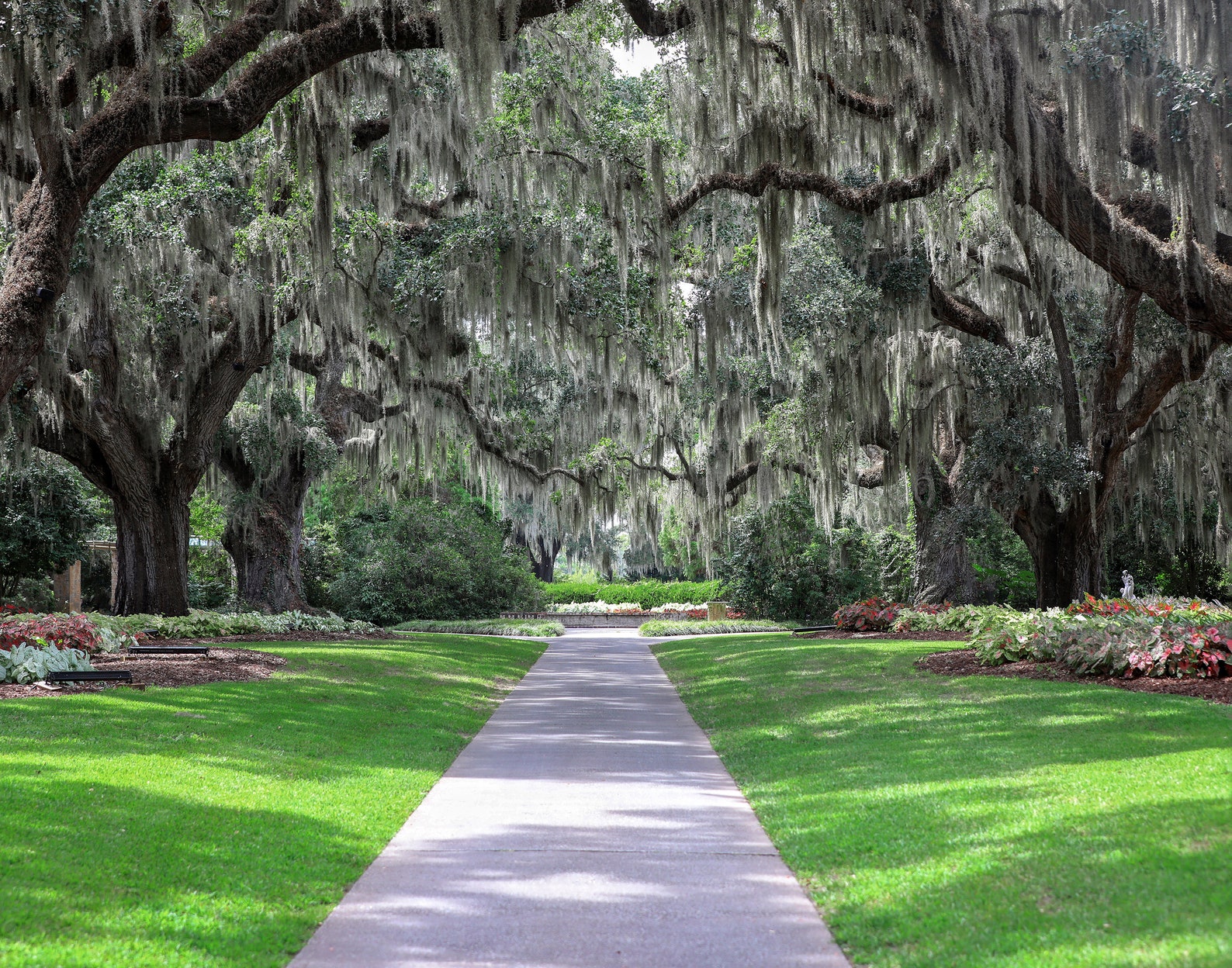 Live Oak Alley Digital Backdrop - Etsy