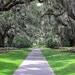 Live Oak Alley Digital Backdrop - Etsy