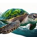 Green and Blue Sea Turtle Wall Art on White Background Printable Ocean ...