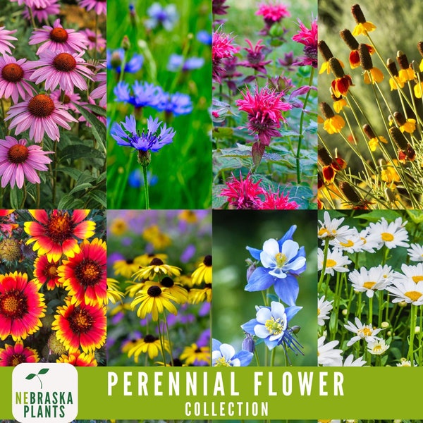 Perennial Seeds - Etsy