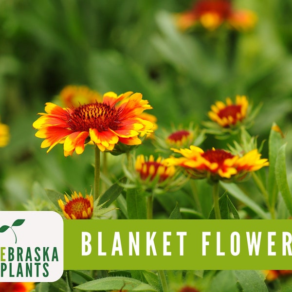 Indian Blanket Flower - Etsy