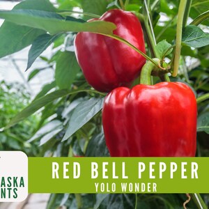 Red Bell Pepper Seeds - Yolo Wonder Heirloom Red Pepper Seeds - Etsy