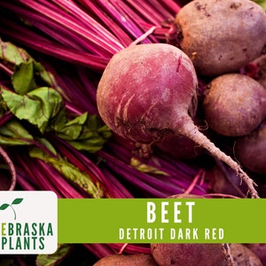 Beet Seeds Detroit Dark Red Heirloom Beet Seeds - Etsy